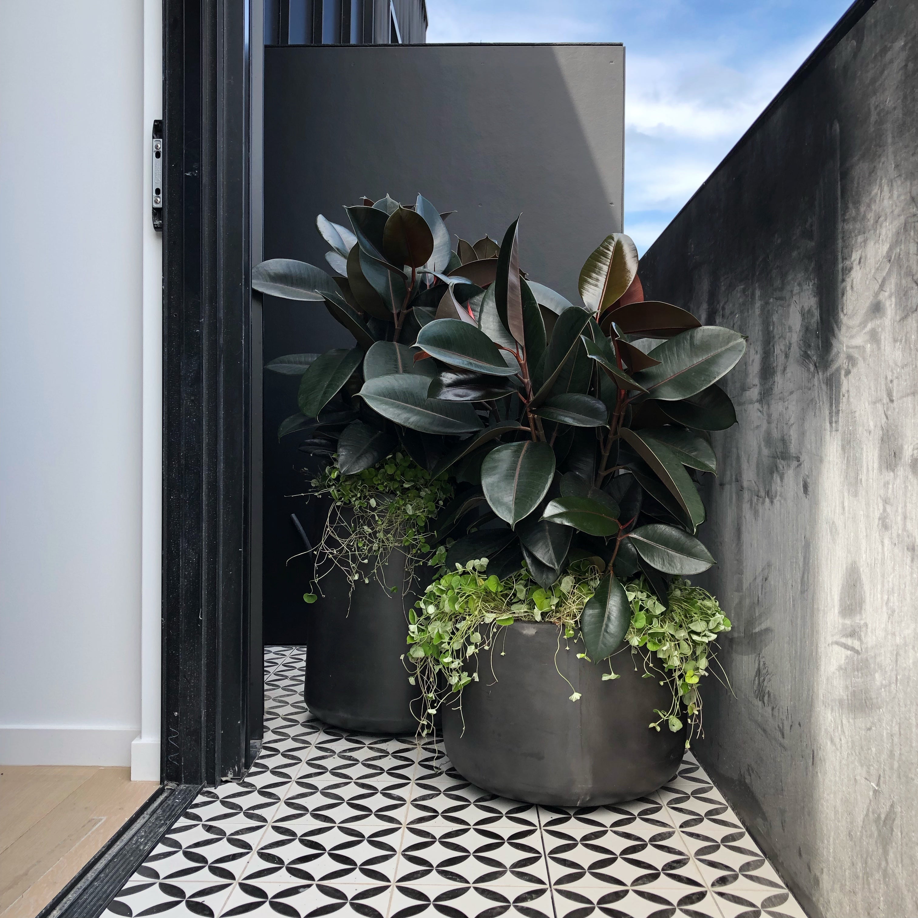 Residential Plant Styling and Curation – THE PLANT SOCIETY