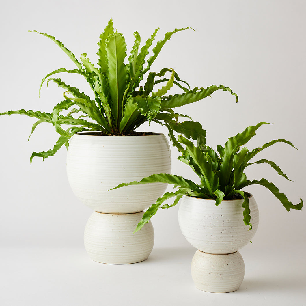 Spherical Plant Pots by Angus & Celeste – THE PLANT SOCIETY