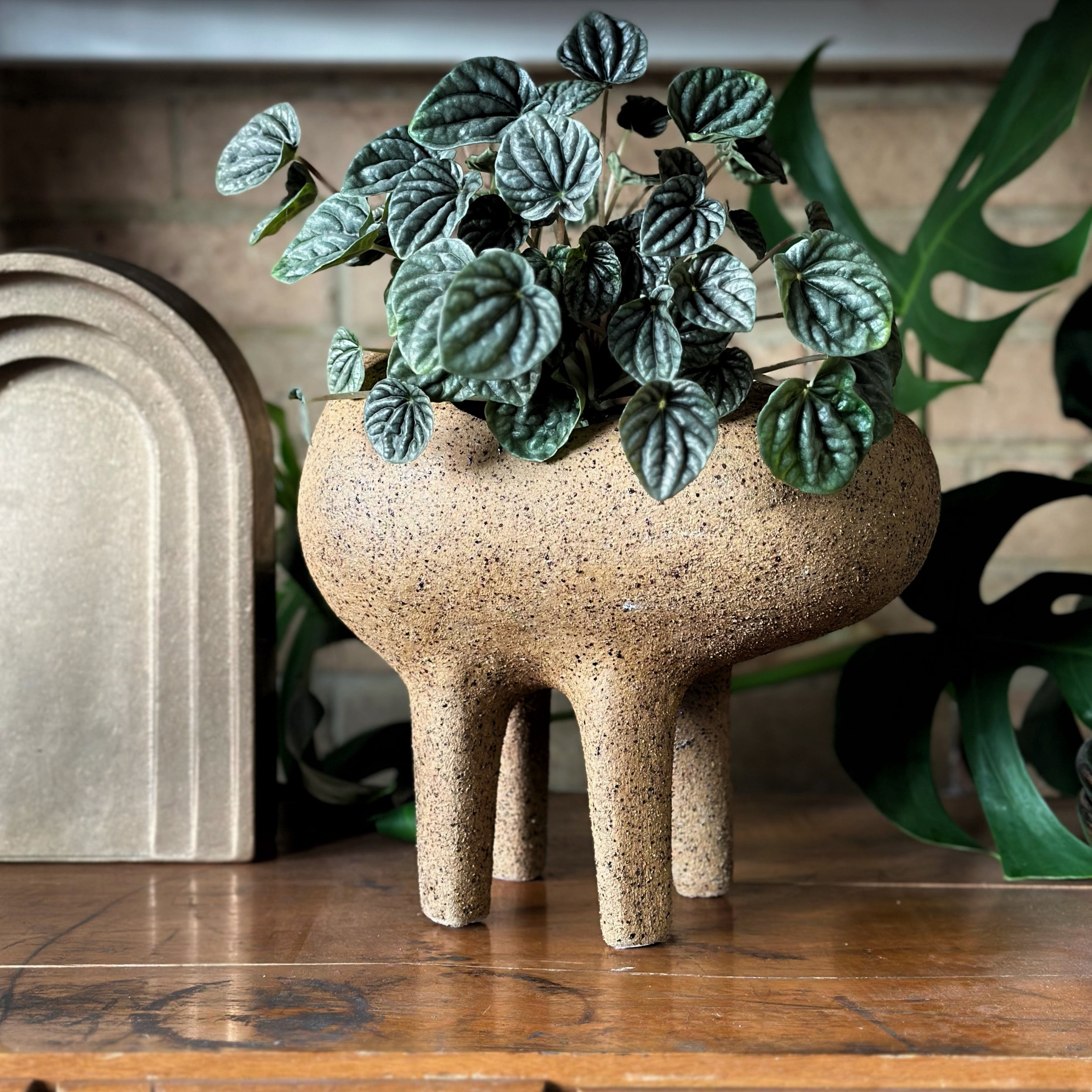 Anima Planter by Buzzby & Fang – THE PLANT SOCIETY