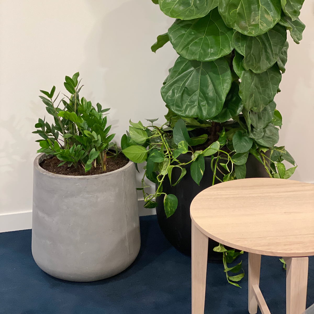 Curved Tapered Planter in Cement grey I Large planters I The Plant ...