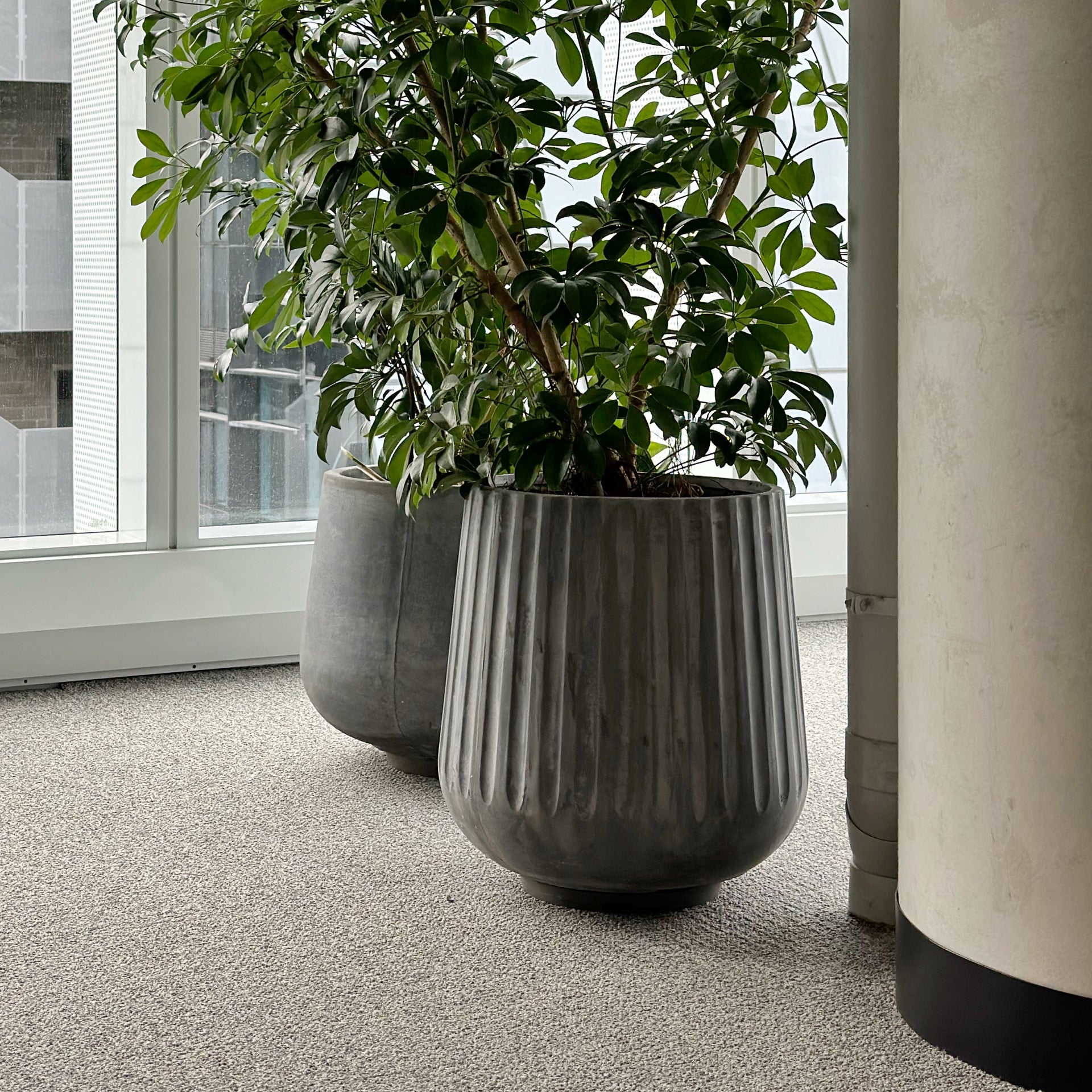 Fluted Curved Tapered Planter in Cement Grey – THE PLANT SOCIETY