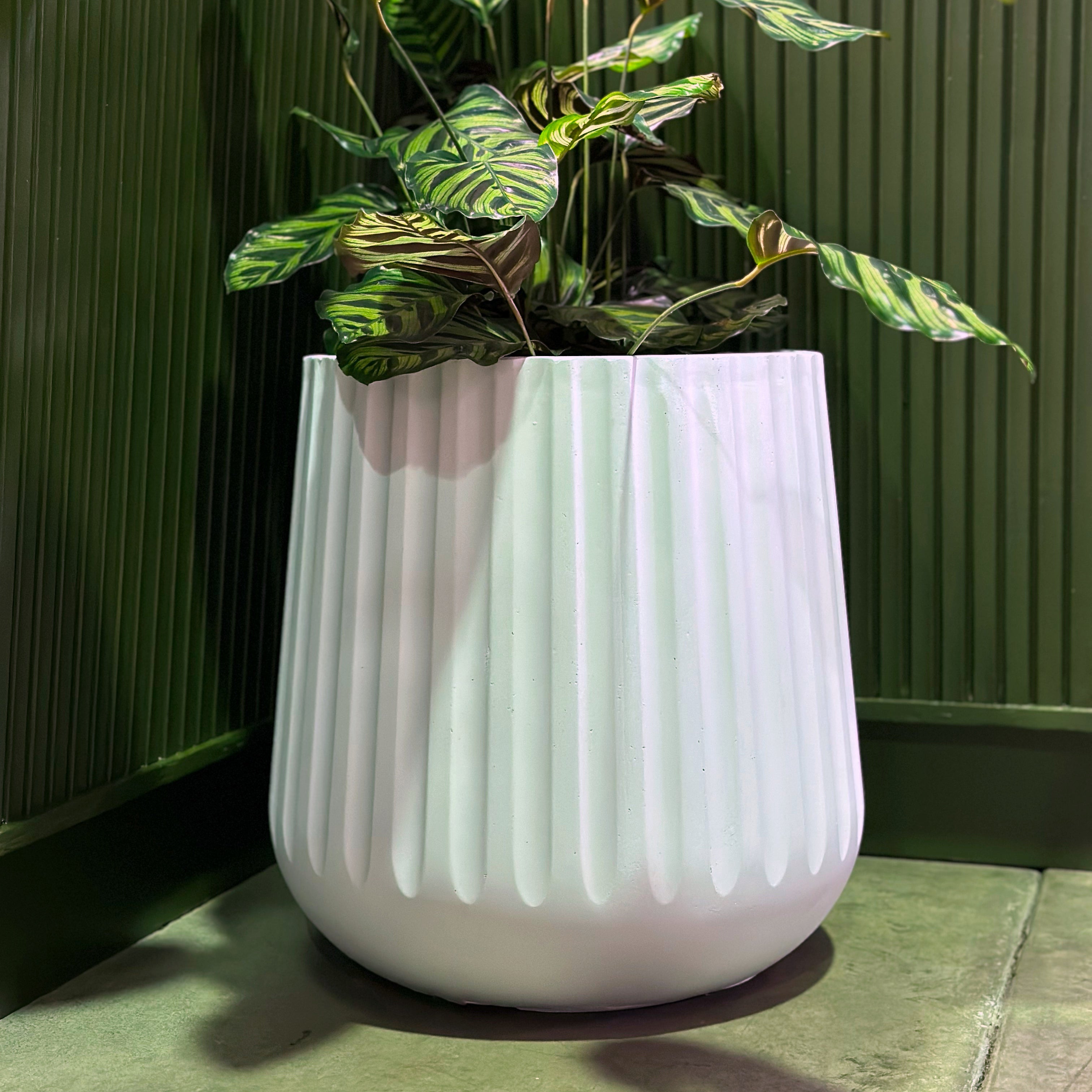 Fluted Curved Tapered Planter in White – THE PLANT SOCIETY