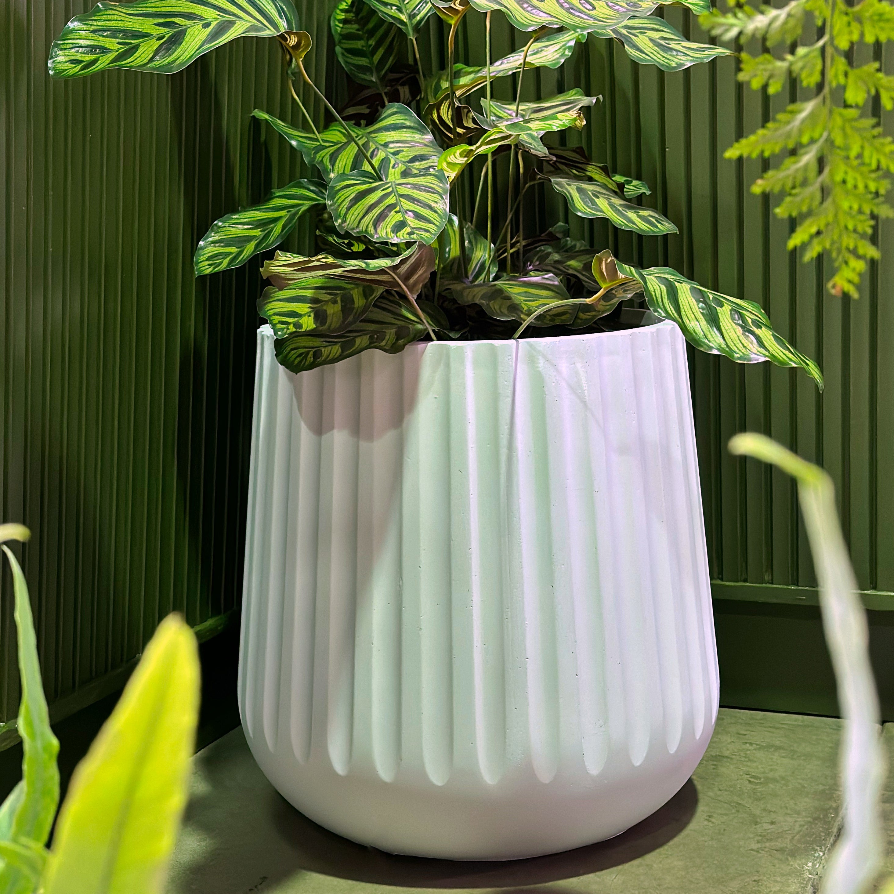 Fluted Curved Tapered Planter in White – THE PLANT SOCIETY