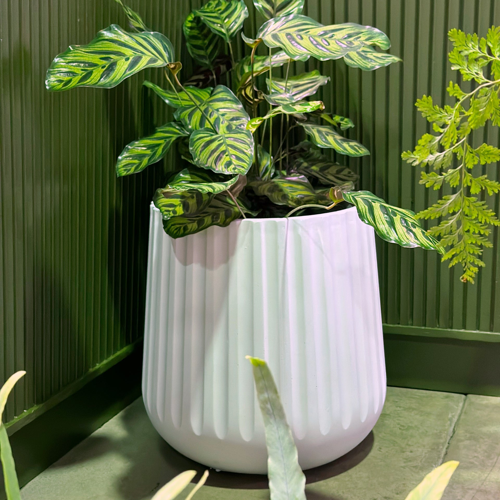 Fluted Curved Tapered Planter in White – THE PLANT SOCIETY