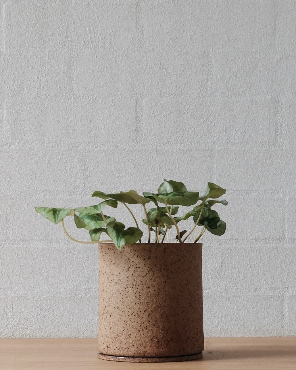 Natural Earth ID Planter by Jenn Johnston – THE PLANT SOCIETY