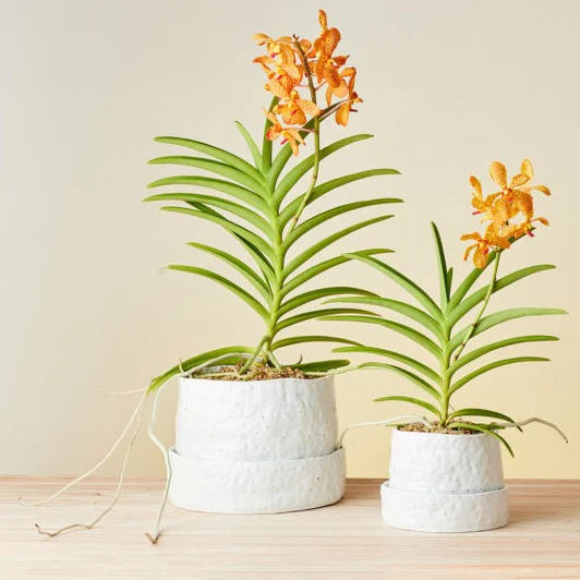 Organic Planter in Speckled White by Angus & Celeste – THE PLANT SOCIETY
