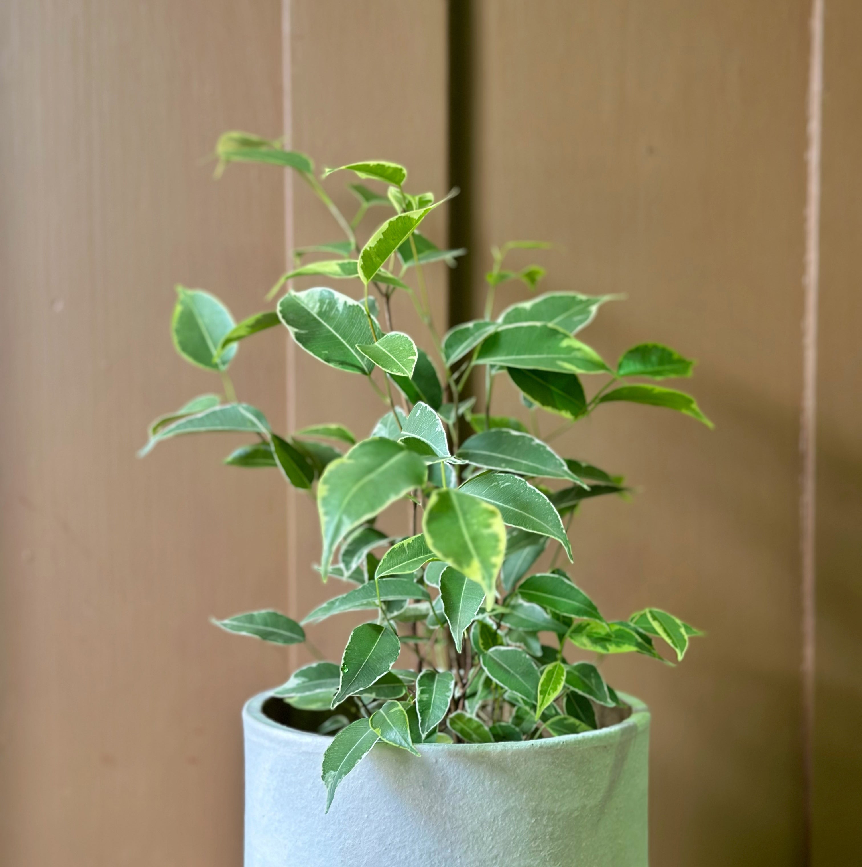 Variegated Weeping Fig (Ficus benjamina 'Starlight') – THE PLANT SOCIETY