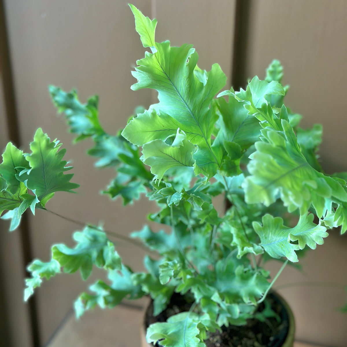 Blue Star Fern (Phlebodium aureum 'Davana') – THE PLANT SOCIETY