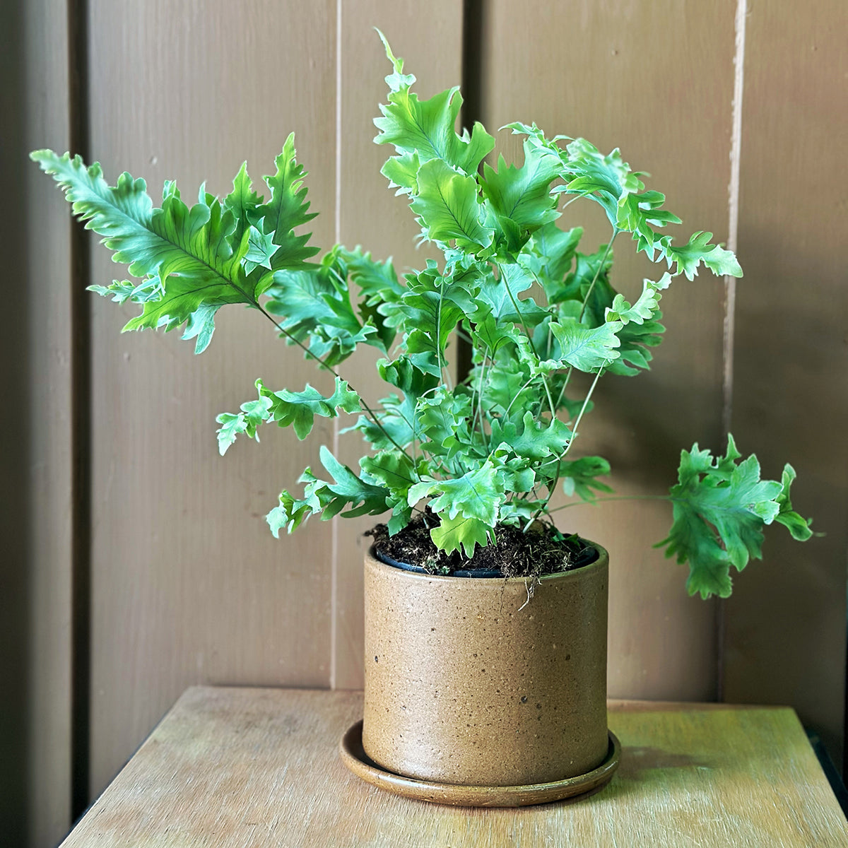 Blue Star Fern (Phlebodium aureum 'Davana') – THE PLANT SOCIETY