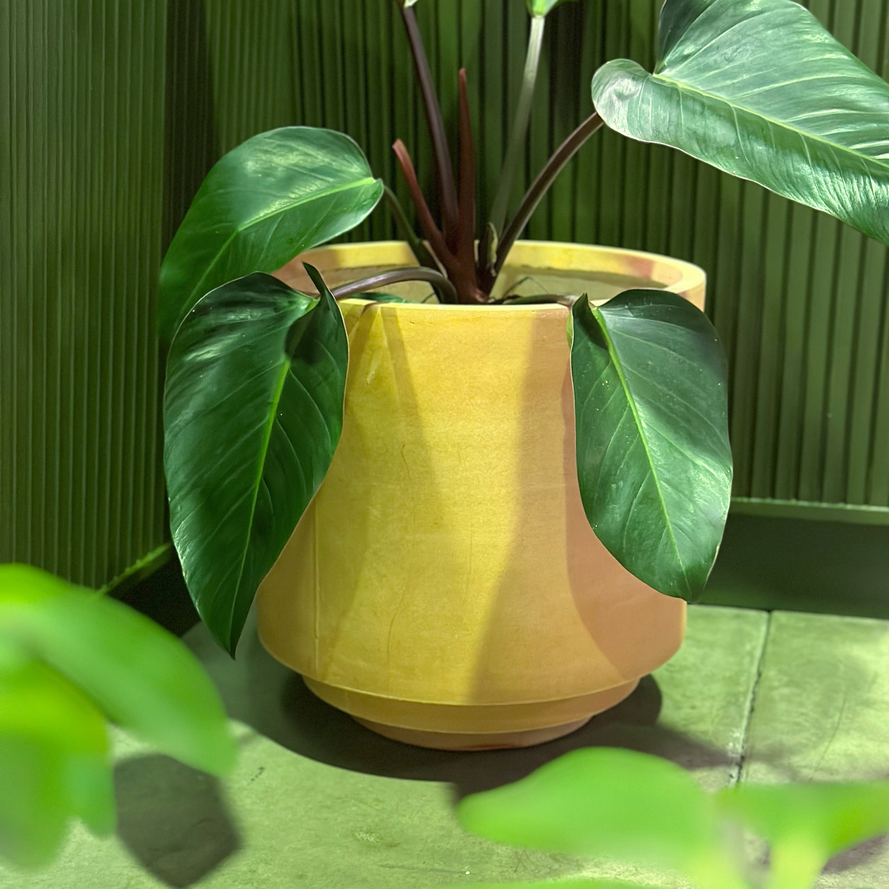 Tangier Planter in Terracotta – THE PLANT SOCIETY