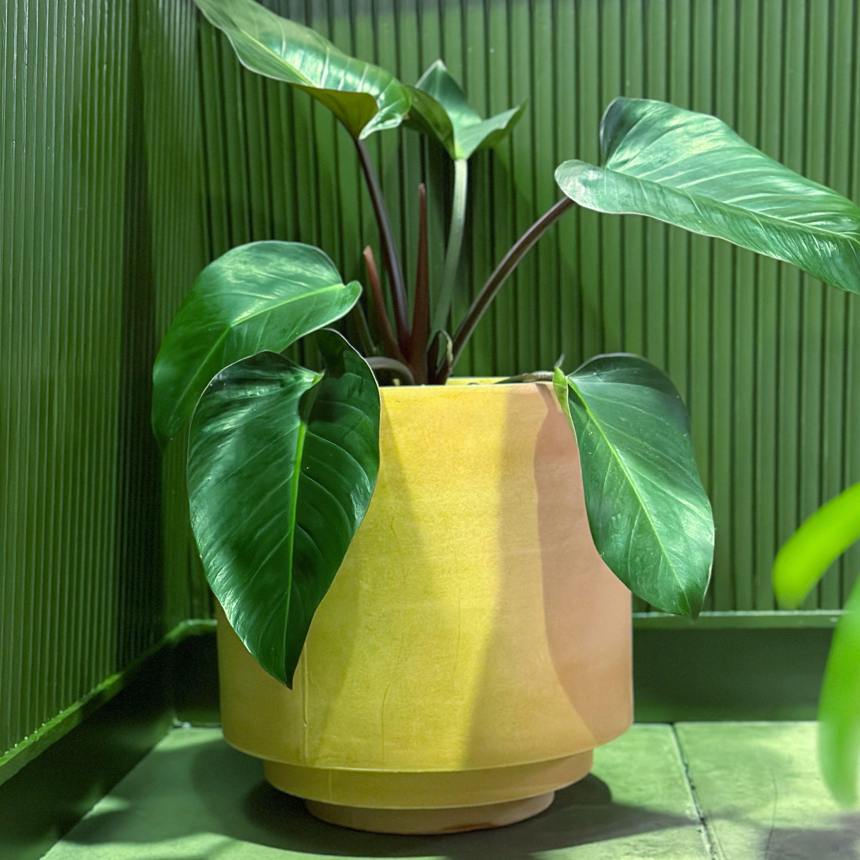 Tangier Planter in Terracotta – THE PLANT SOCIETY