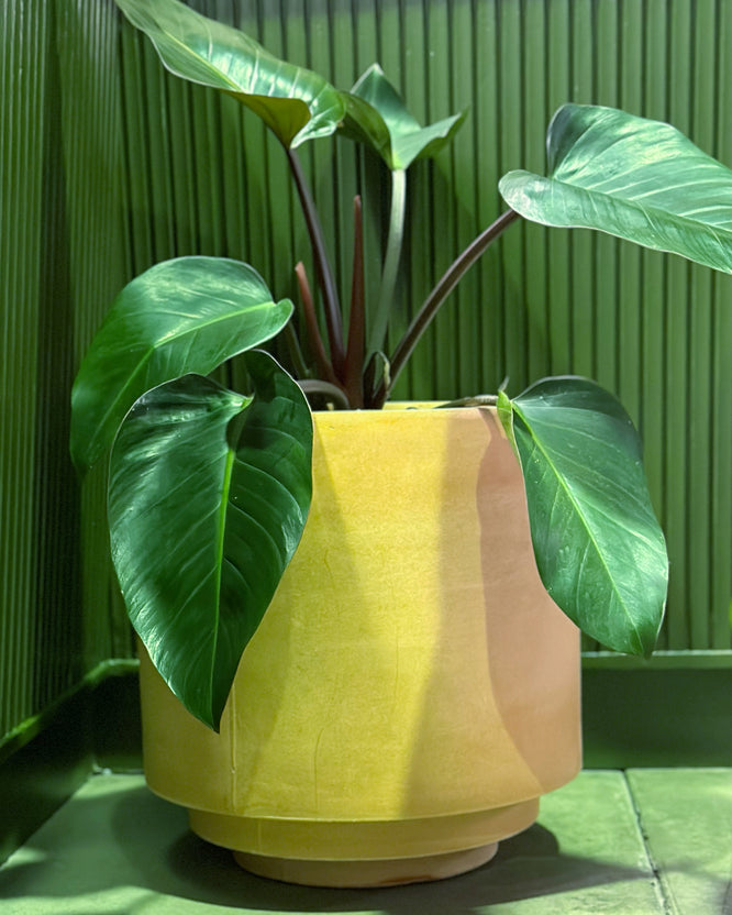 Large Planters | The Plant Society Australia