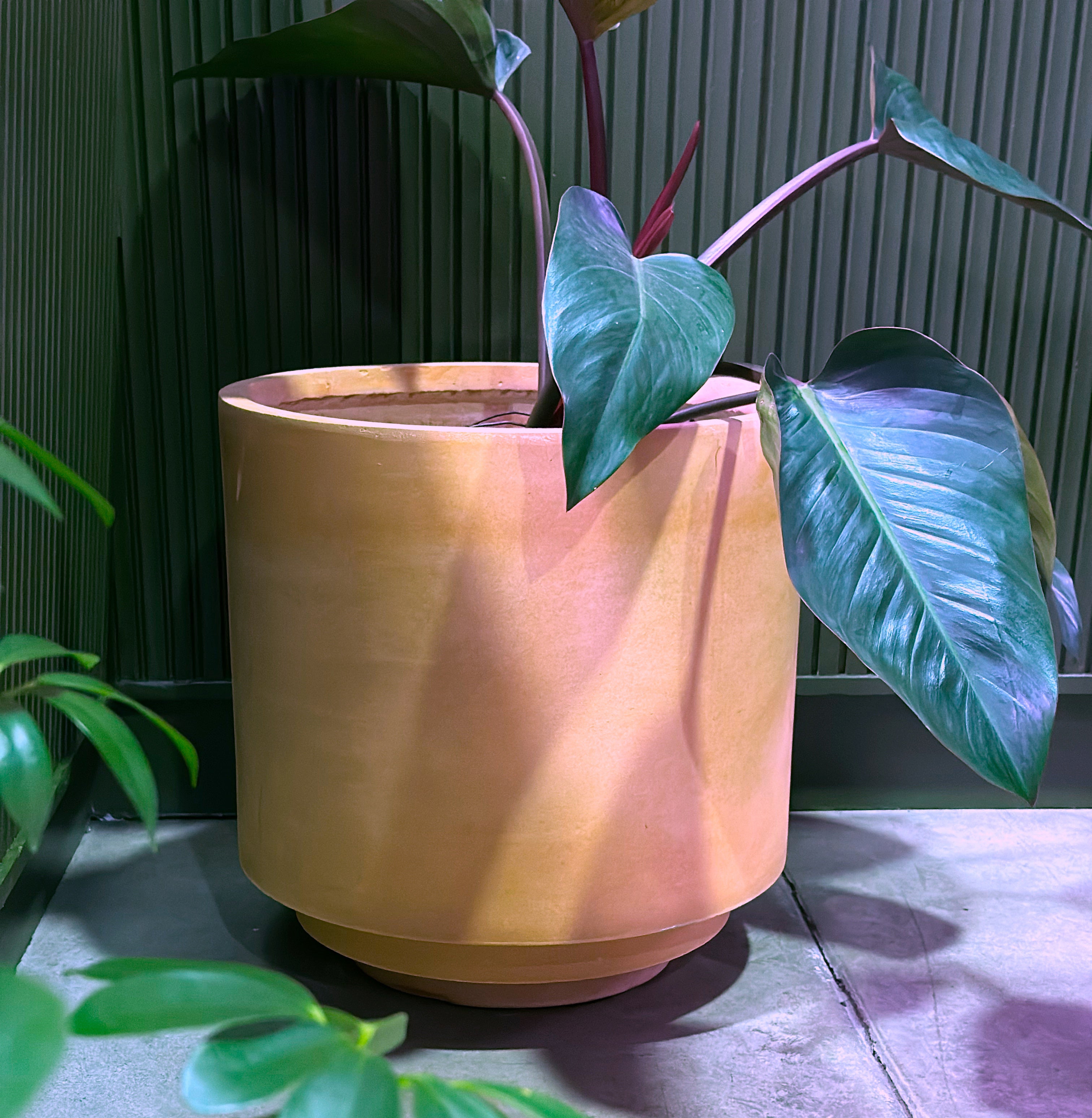 Large Planters | The Plant Society Australia