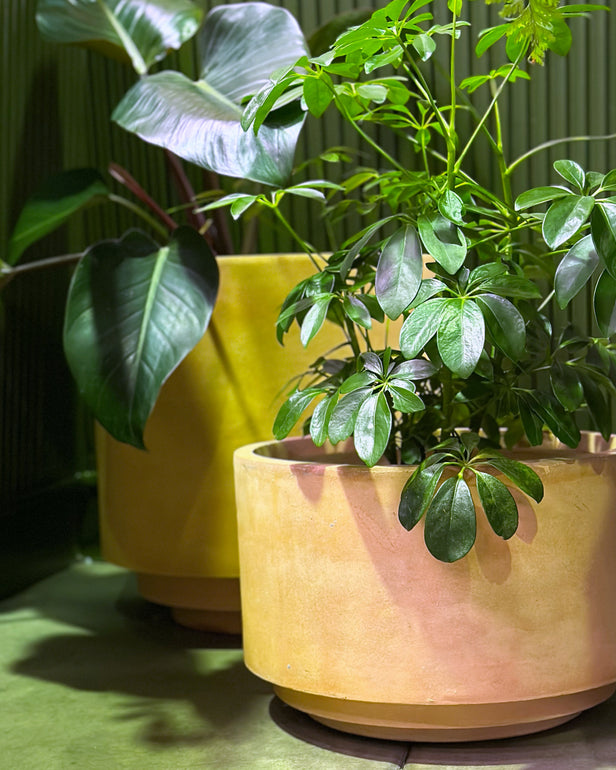 Large Planters | The Plant Society Australia