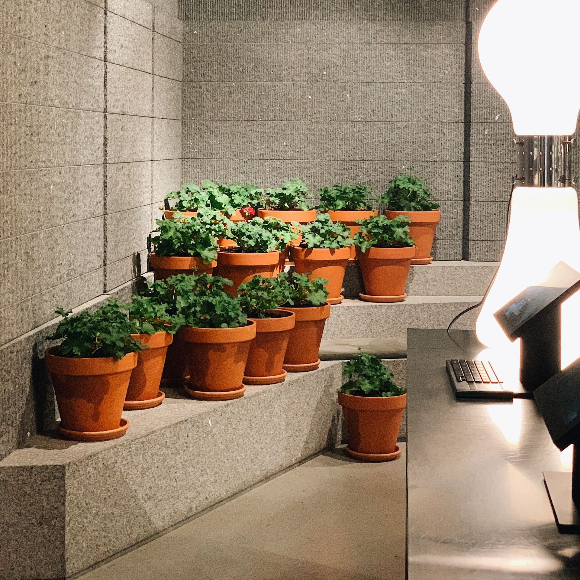 Event Plant Curation – THE PLANT SOCIETY