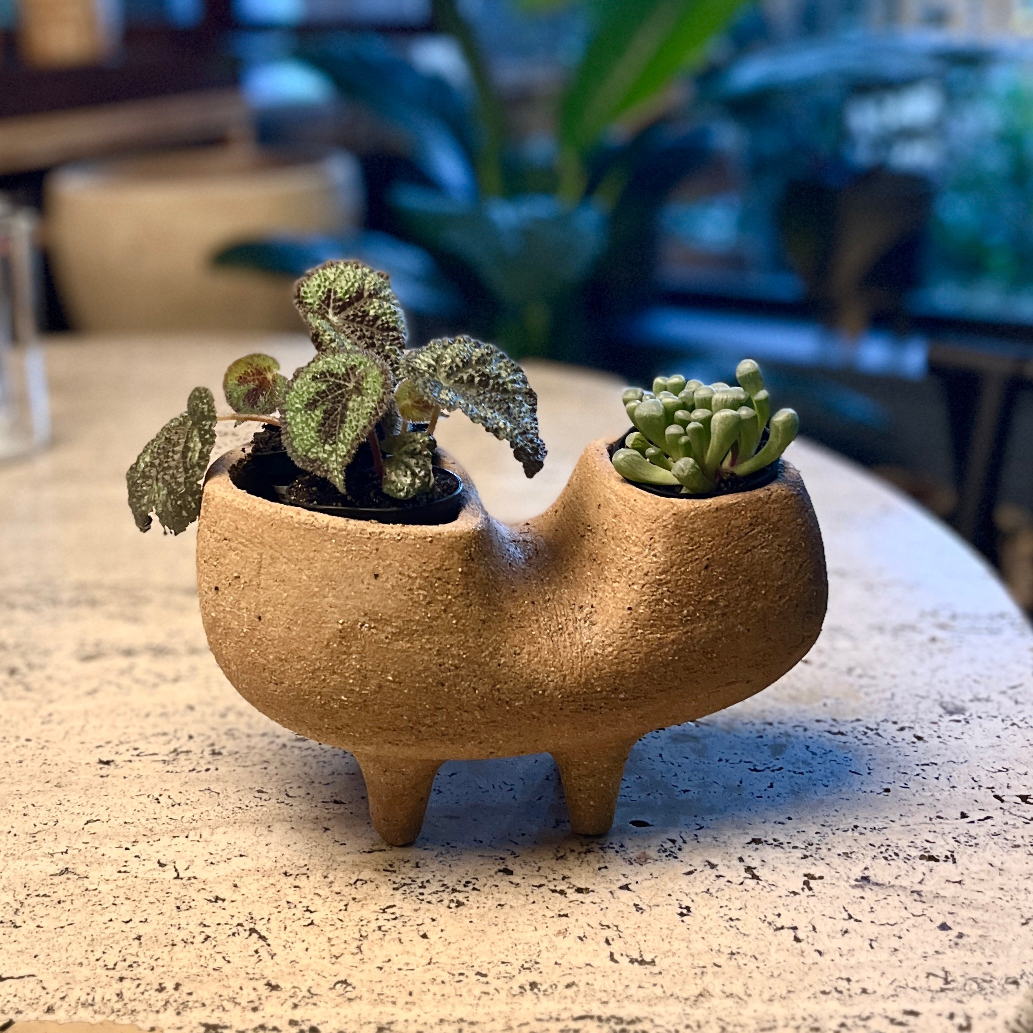 Tropic of Fango by Buzzby & Fang I Handmade Ceramic I The Plant Society ...