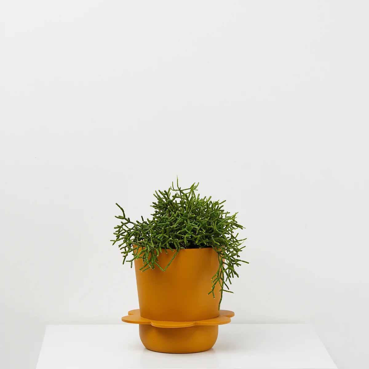 Spring Planter by Capra Designs – THE PLANT SOCIETY