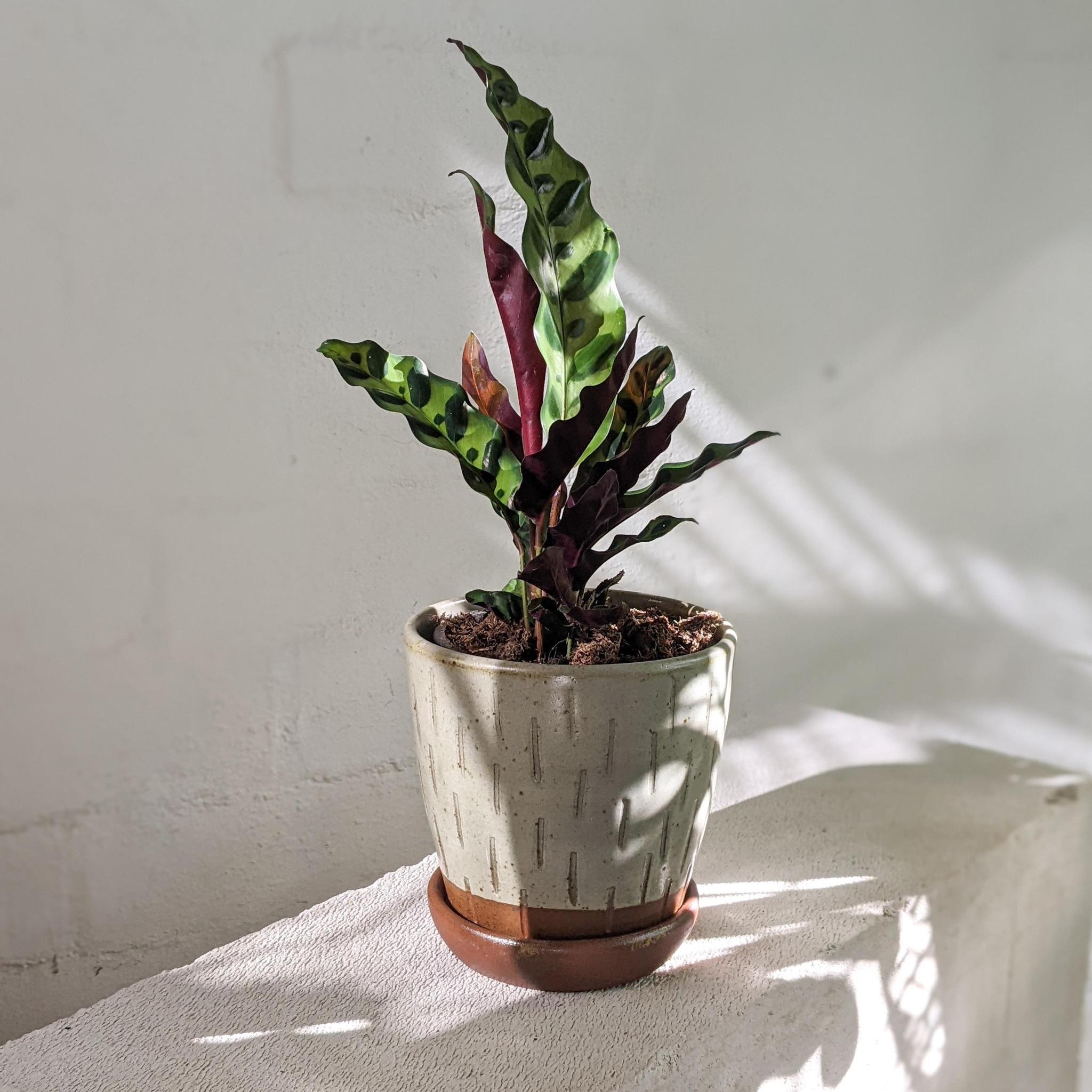 Peacock Plant (Calathea insignis) – THE PLANT SOCIETY