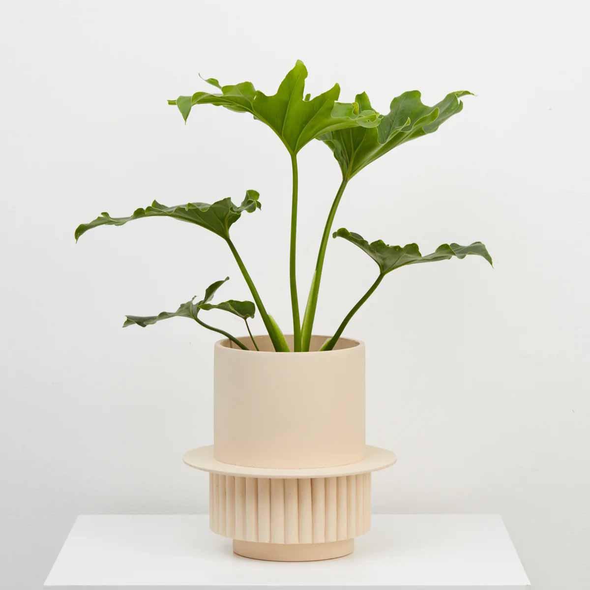 Roma Planter by Capra Designs – THE PLANT SOCIETY