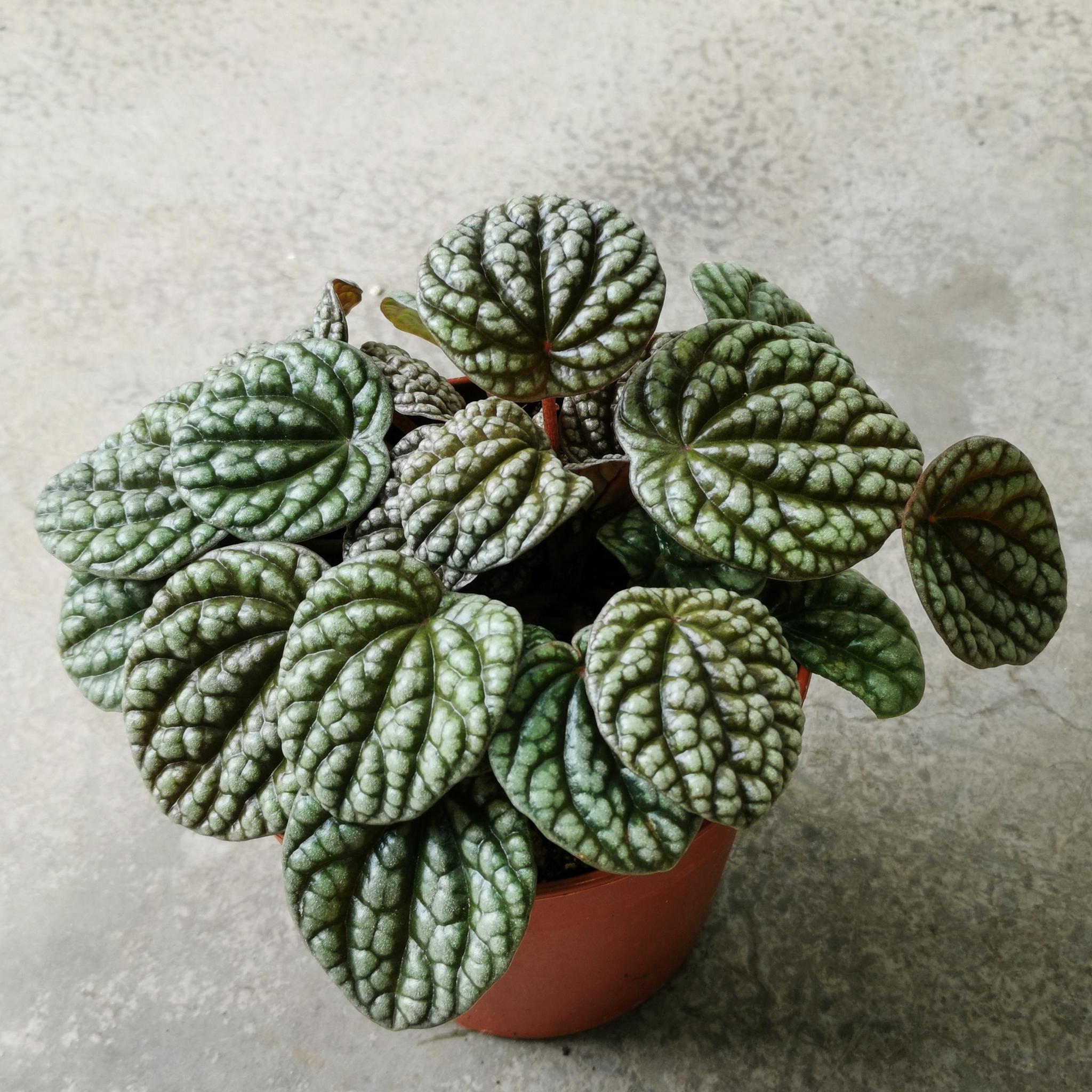 Peperomia 'Burbella' – THE PLANT SOCIETY