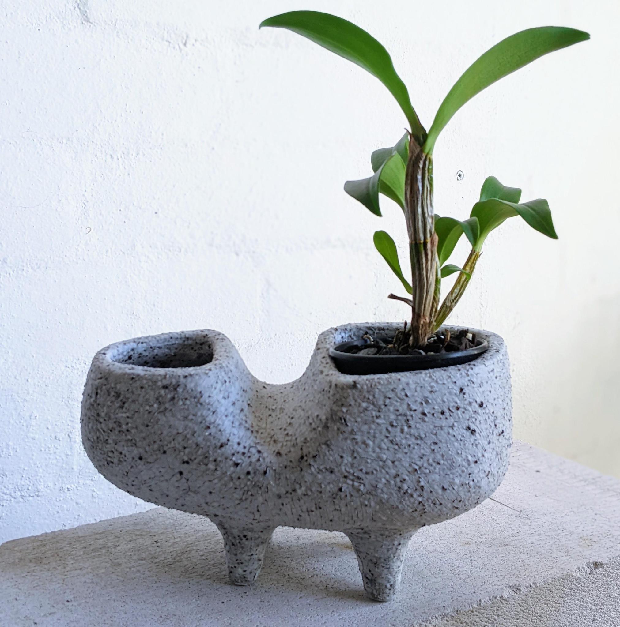 Tropic of Fango by Buzzby & Fang I Handmade Ceramic I The Plant Society ...
