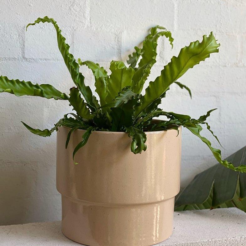 Bird's Nest Fern (Asplenium nidus 'Osaka') – THE PLANT SOCIETY