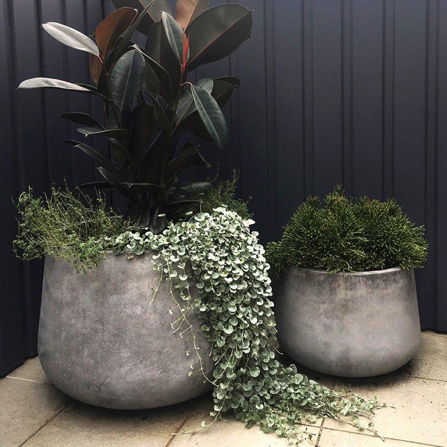 Low Tear Drop Planter | The Plant Society