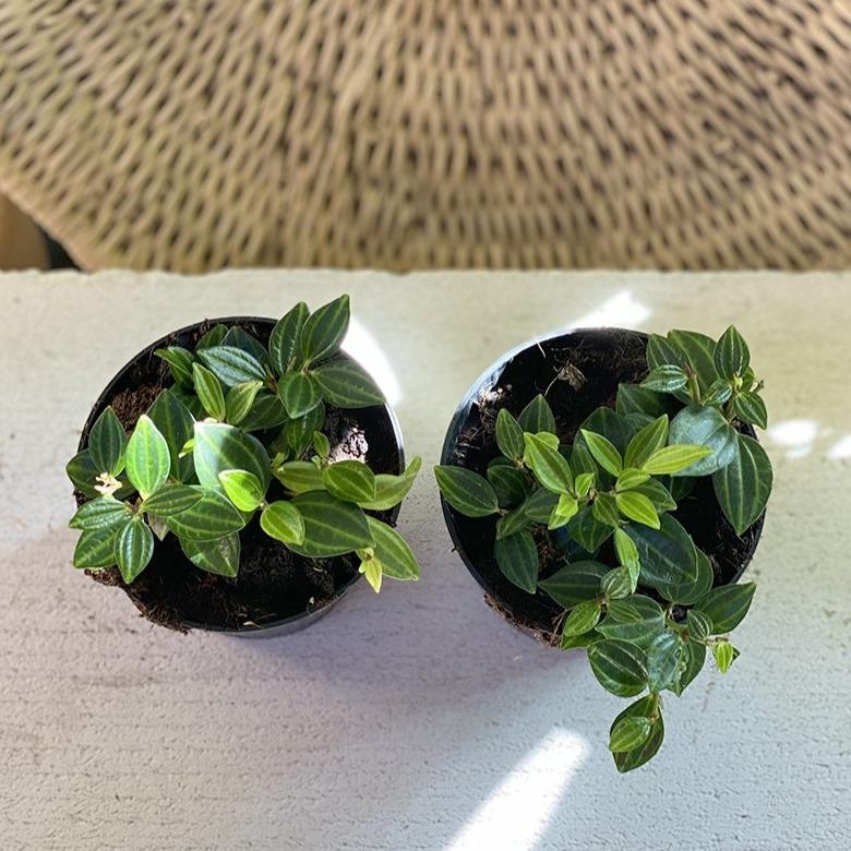 Radiator Plant (Peperomia angulata 'rocca verde') – THE PLANT SOCIETY