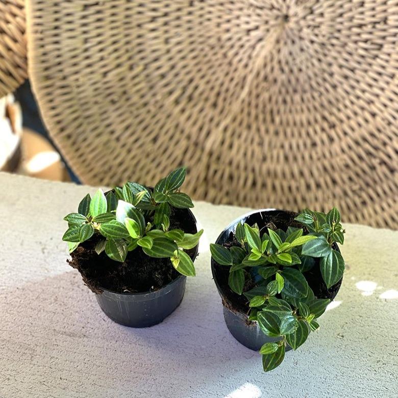 Radiator Plant (Peperomia angulata 'rocca verde') – THE PLANT SOCIETY