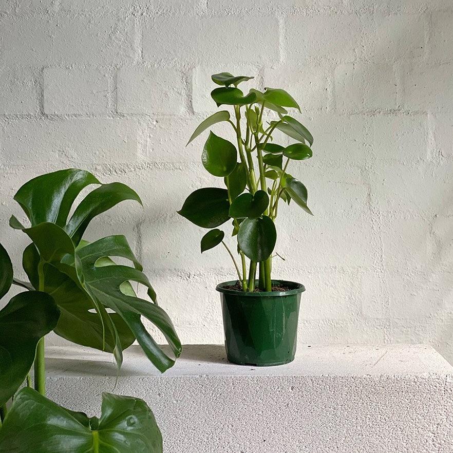Coin Leaf Peperomia (Peperomia polybotrya) – THE PLANT SOCIETY